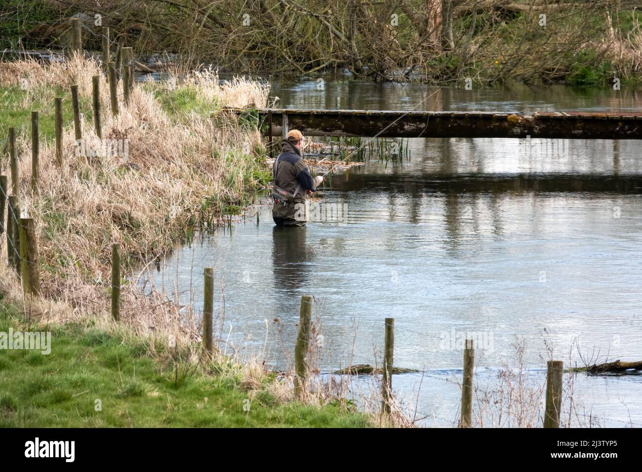 a man in chest waders stands in the river Avon, Wiltshire fly fishing ...