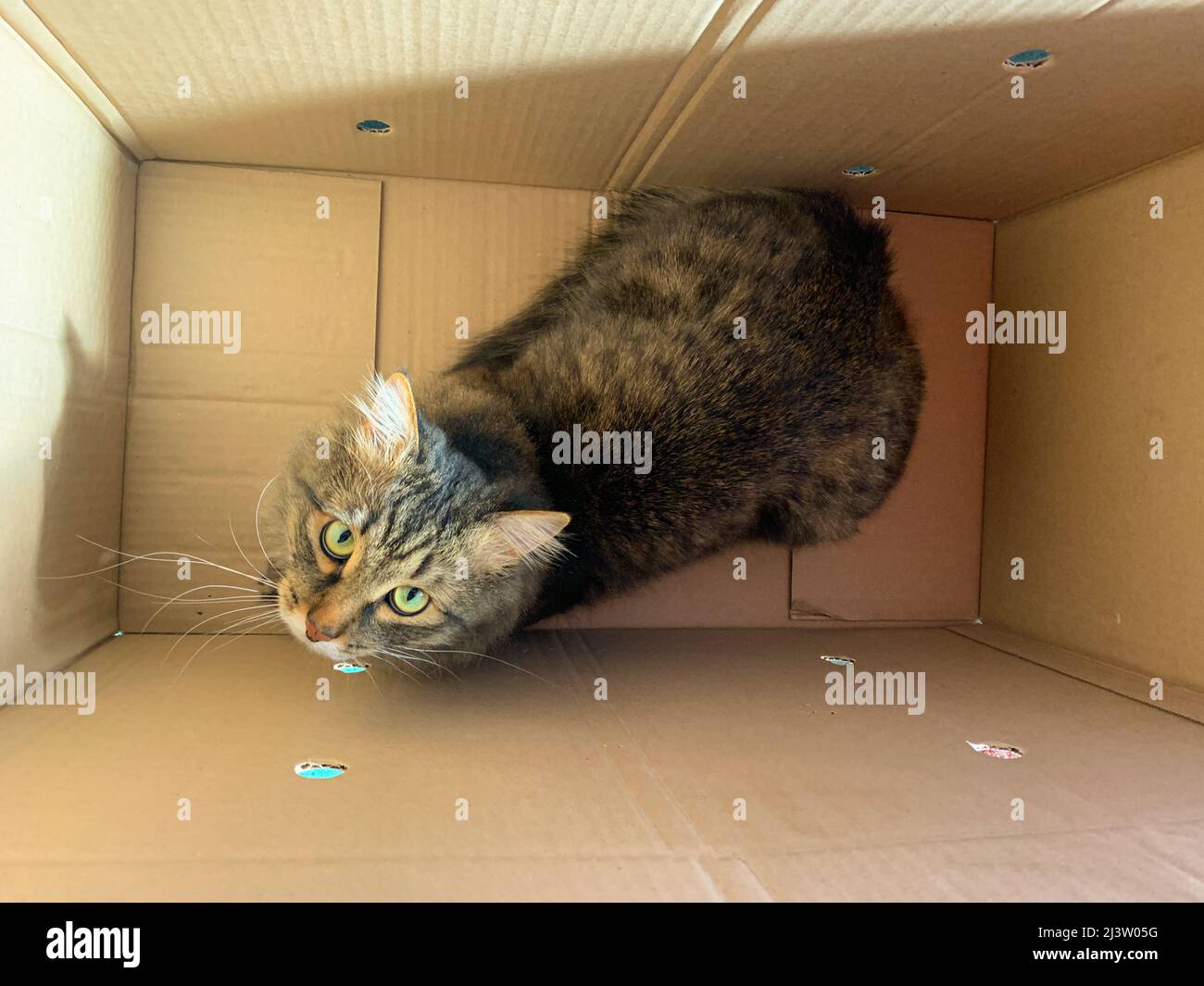 Cat sit inside big box. Delivery concept Stock Photo - Alamy
