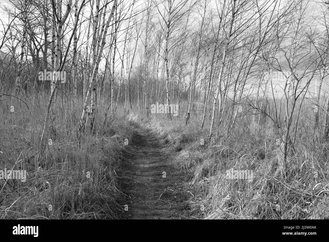 a landscape with young birch trees and a small path Stock Photo - Alamy