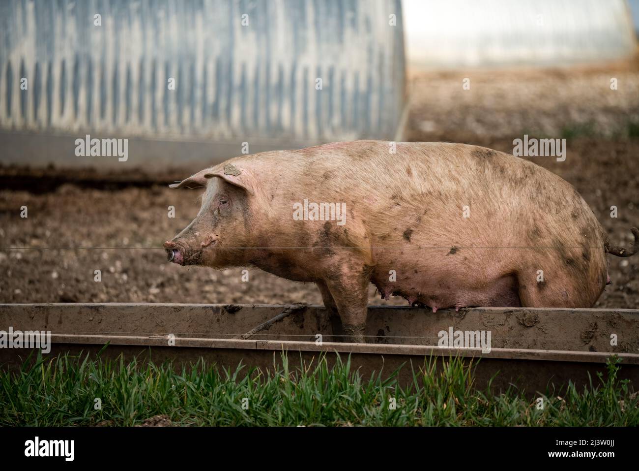 free range Danish landrace (Sus scrofa domesticus) pig at large on a ...