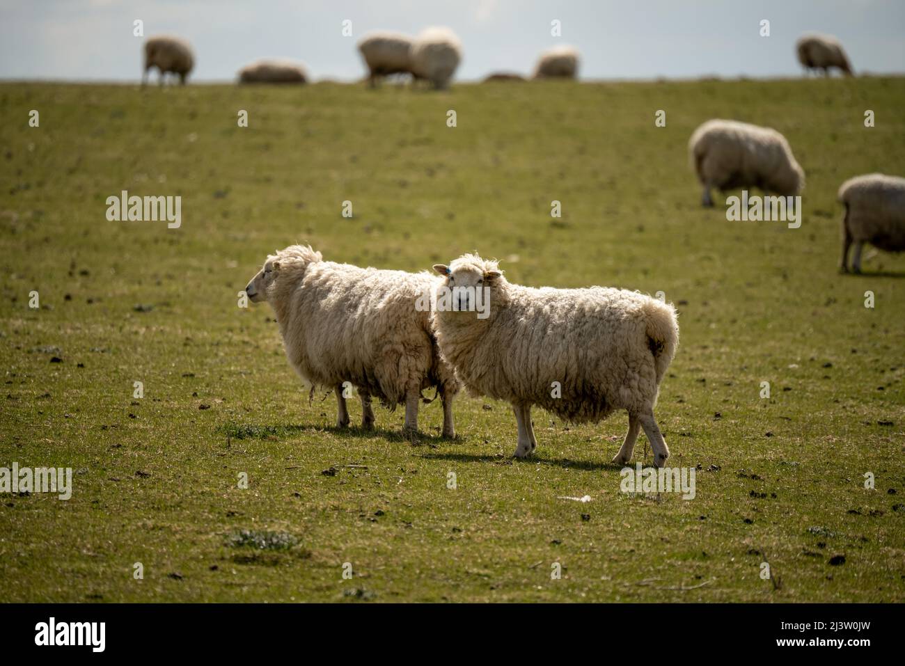 welsh mountain sheep in grazing pasture Stock Photo - Alamy