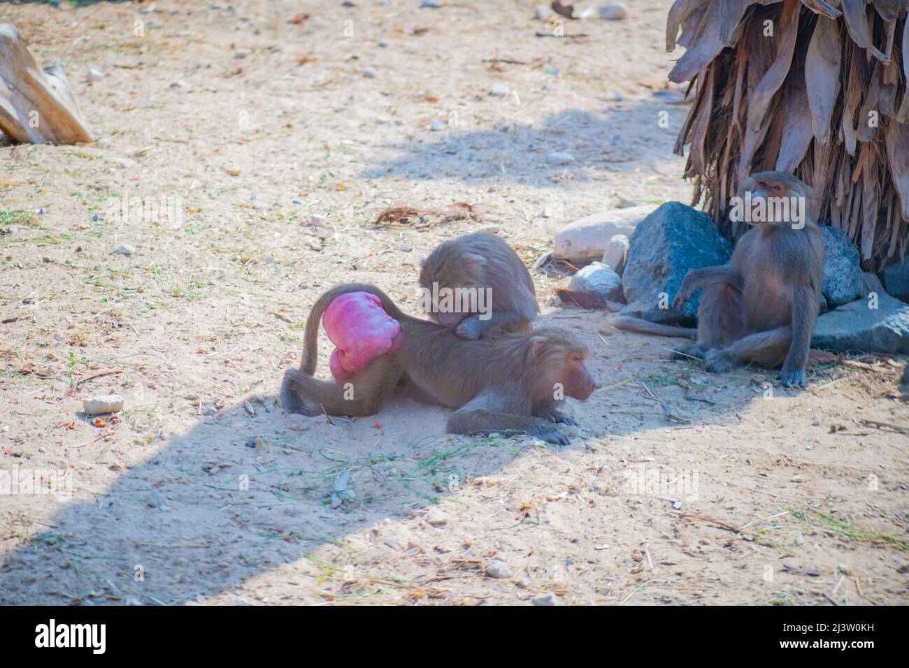 two hamadryas monkeys having fun in the zoo Stock Photo - Alamy
