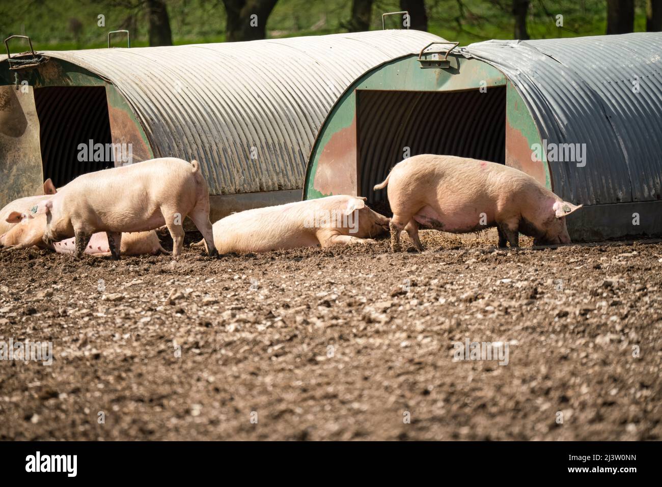 free range landrace pigs at large on a sunny day Stock Photo - Alamy
