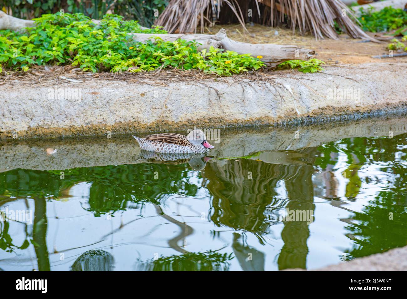 beautiful duck by the pond walks in the zoo Stock Photo - Alamy