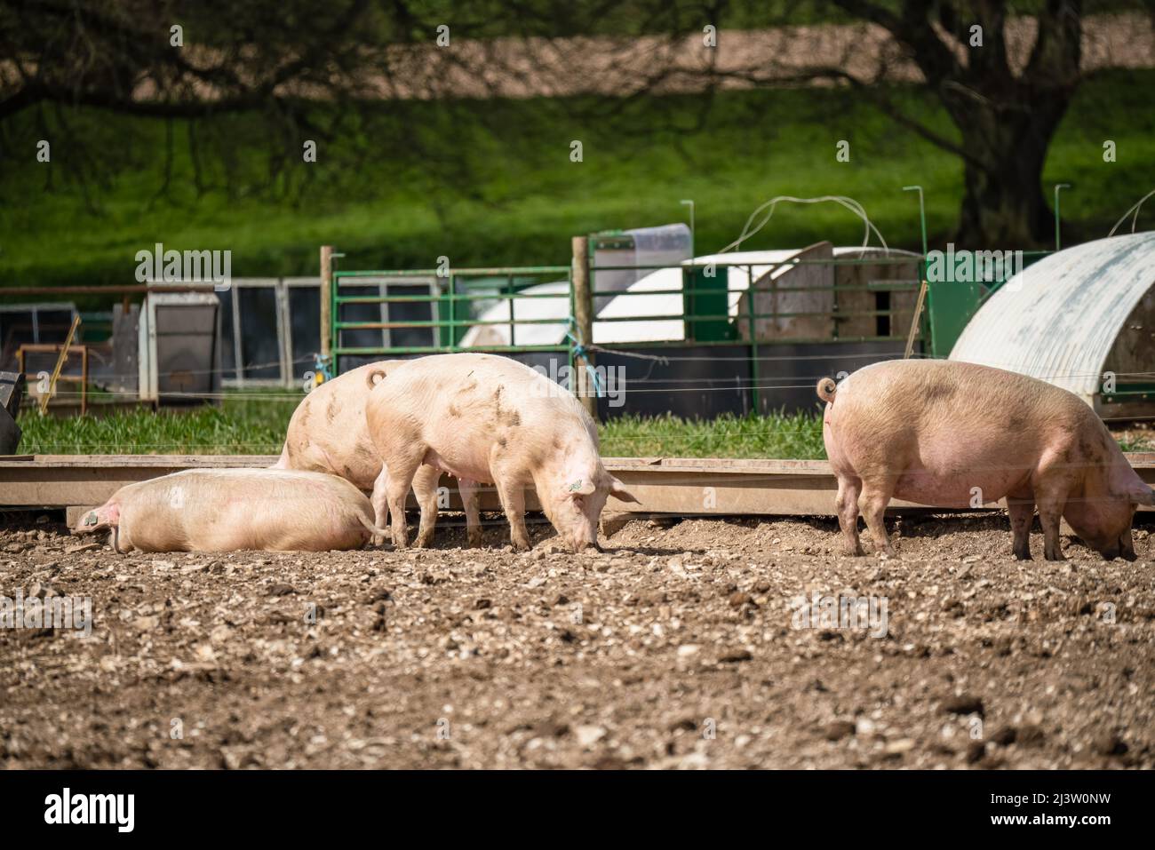 free range landrace pigs at large on a sunny day Stock Photo - Alamy