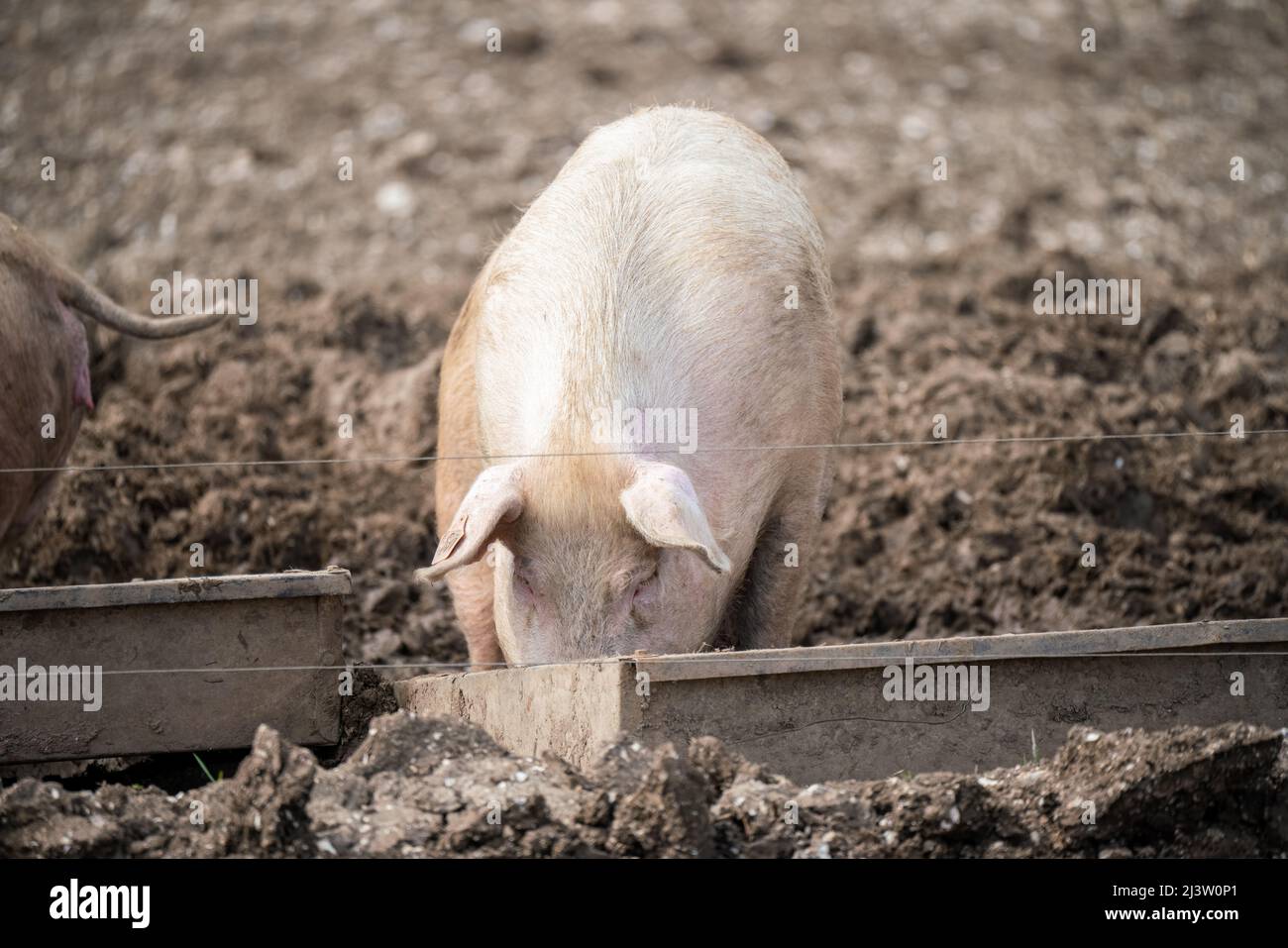 free range Danish landrace (Sus scrofa domesticus) pig at large on a ...