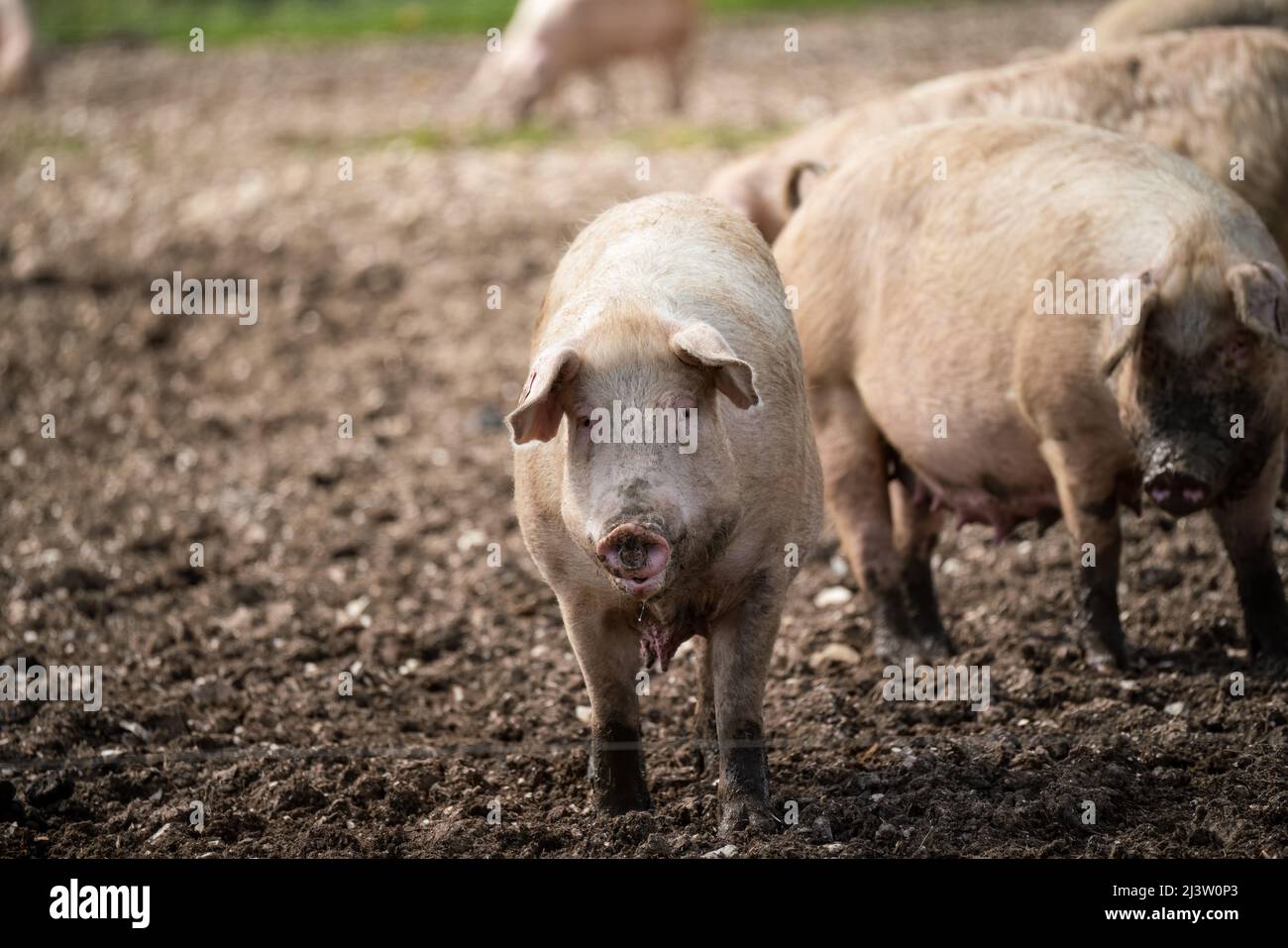 Landrace pig hi-res stock photography and images - Alamy