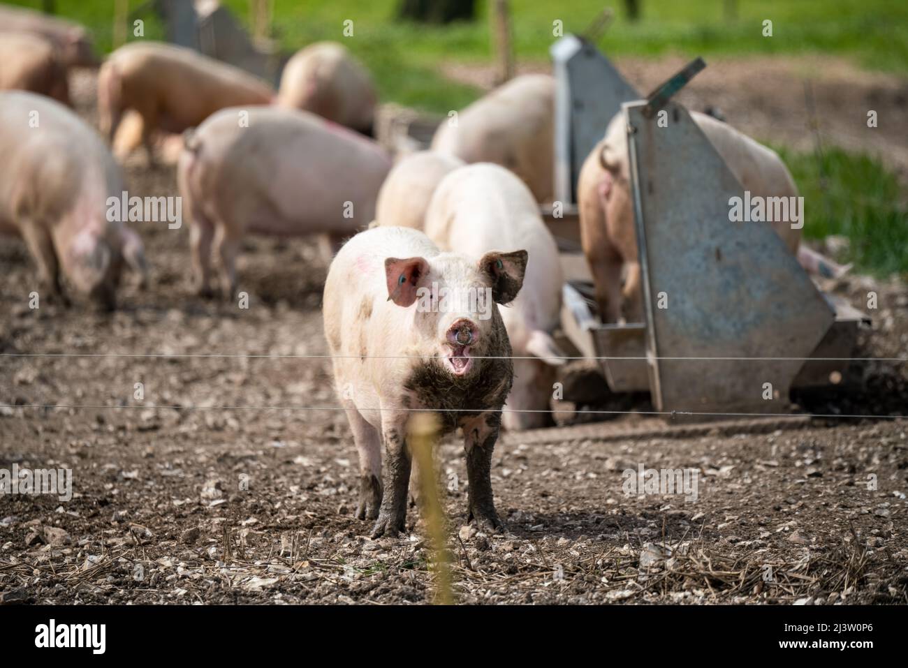 free range Danish landrace (Sus scrofa domesticus) pig at large on a ...