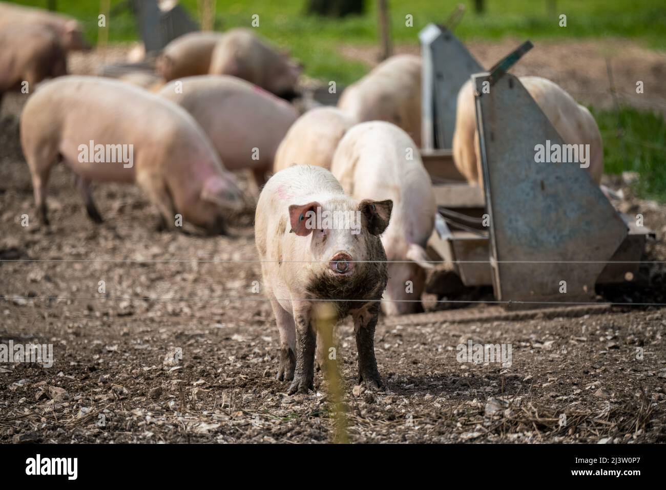 Landrace Cow With Calf High Resolution Stock Photography and Images - Alamy