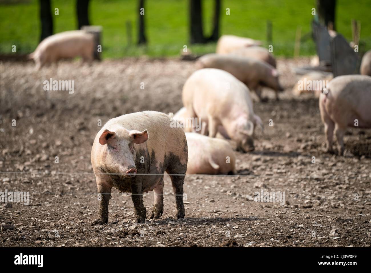 free range Danish landrace (Sus scrofa domesticus) pig at large on a ...