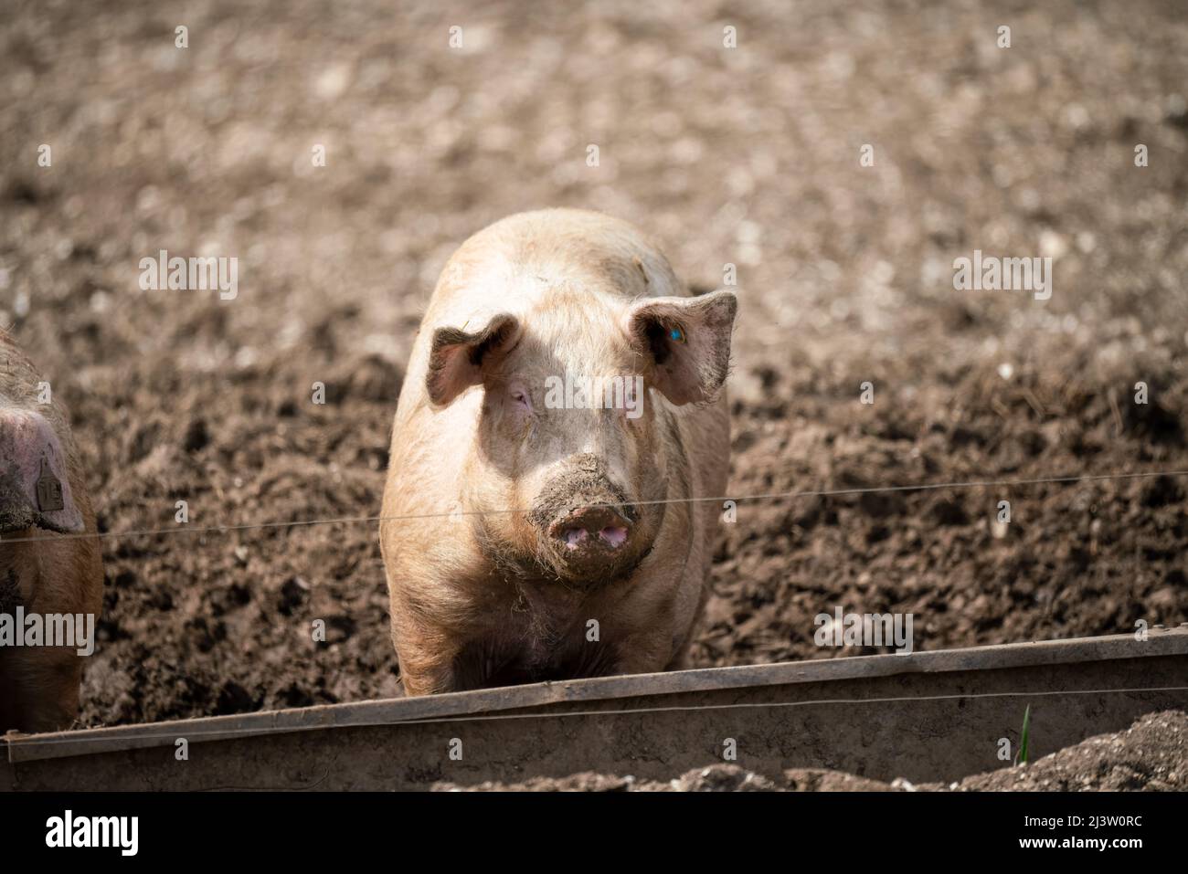 free range Danish landrace (Sus scrofa domesticus) pig at large on a ...