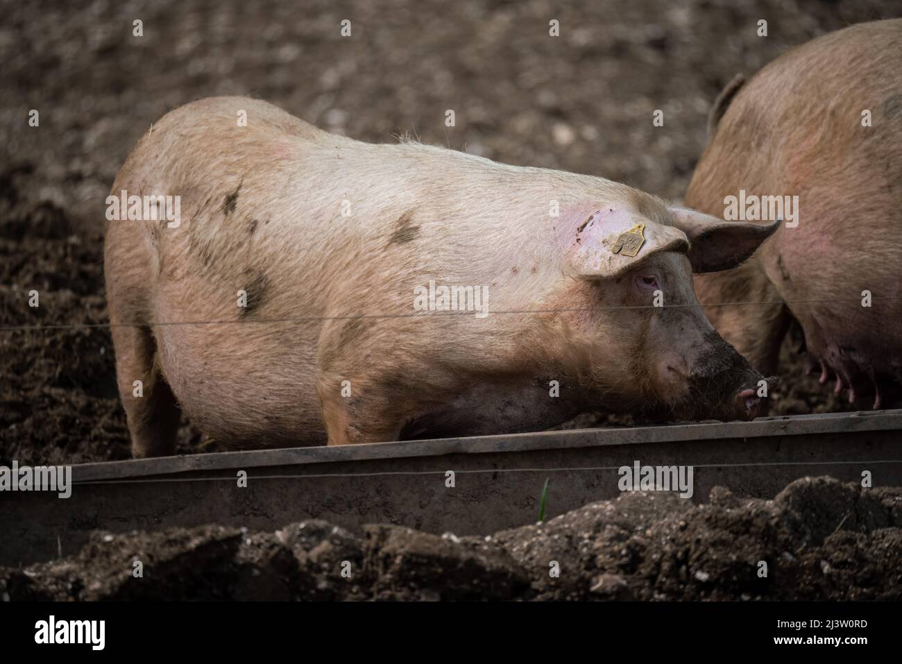 free range Danish landrace (Sus scrofa domesticus) pig at large on a ...