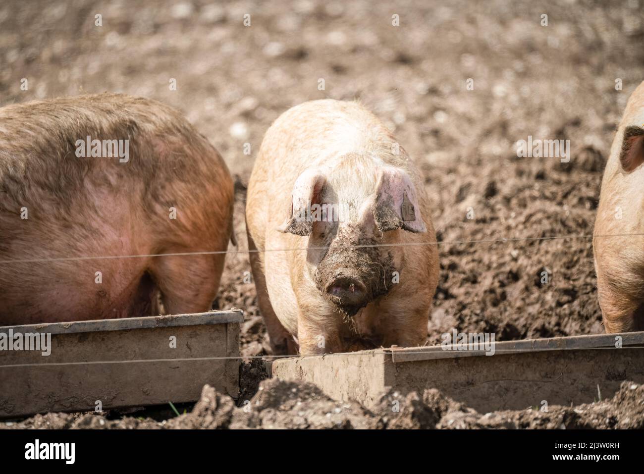 Landrace pig hi-res stock photography and images - Alamy