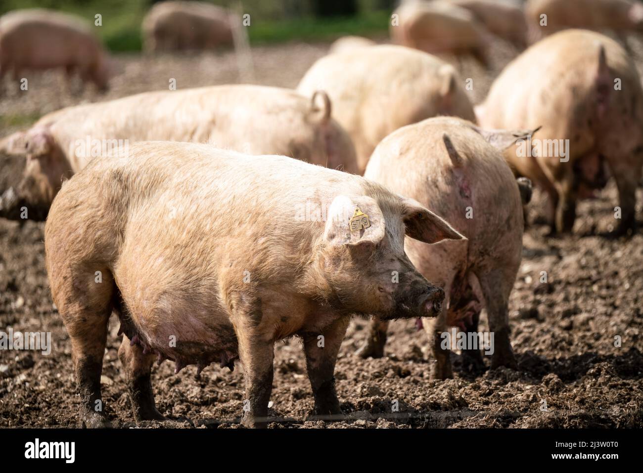 Landrace pig hi-res stock photography and images - Alamy