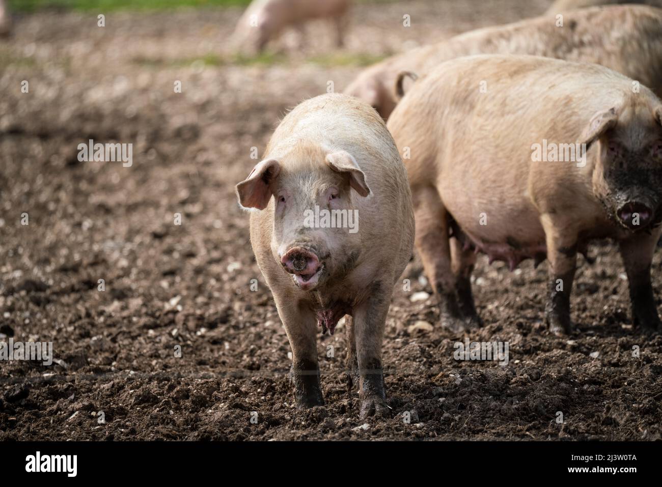 Landrace cow hi-res stock photography and images - Alamy