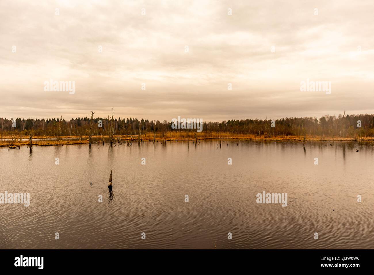 On the way at the Schwenninger Moos and its natural beauty - Baden ...