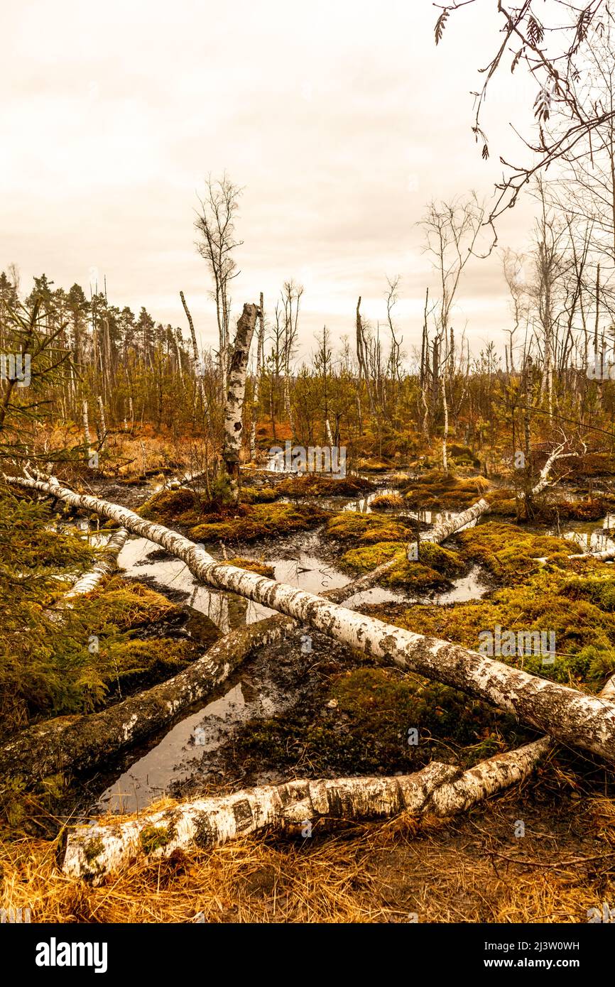 On the way at the Schwenninger Moos and its natural beauty - Baden ...