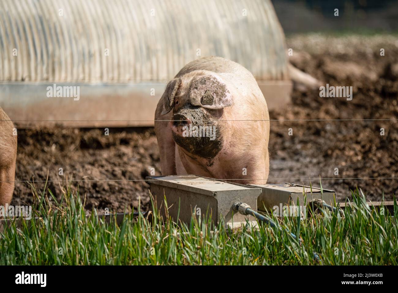 free range Danish landrace (Sus scrofa domesticus) pig at large on a ...