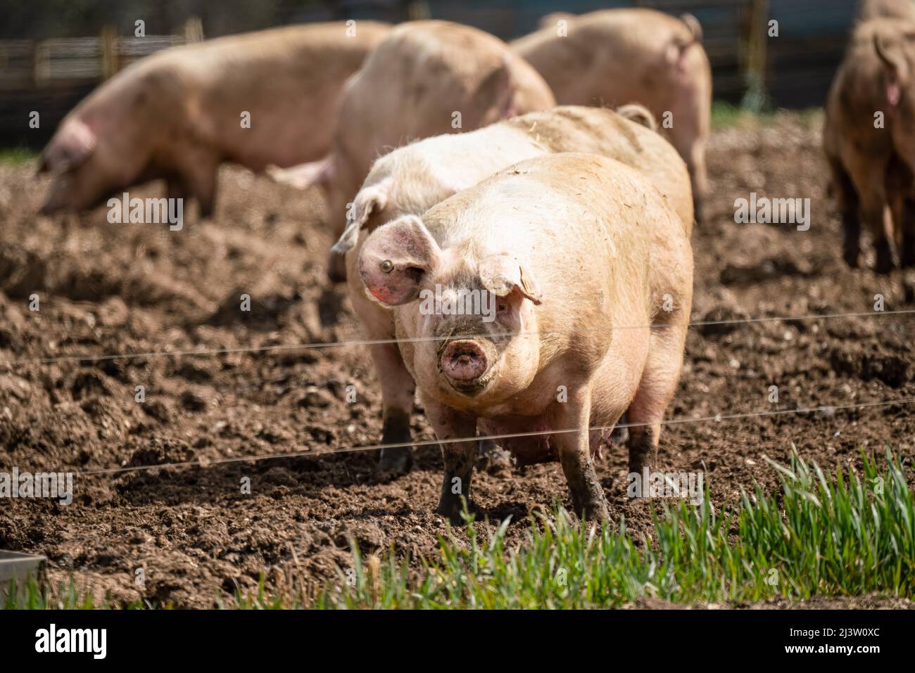 free range landrace pig at large on a sunny day Stock Photo - Alamy