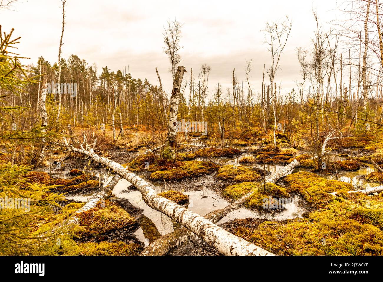 On the way at the Schwenninger Moos and its natural beauty - Baden ...