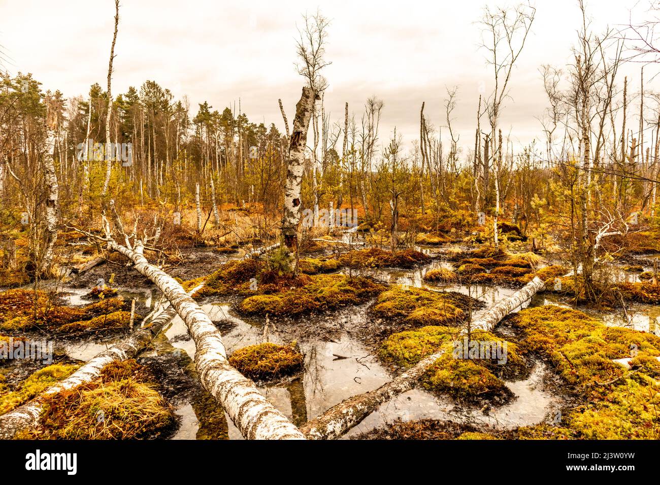 On the way at the Schwenninger Moos and its natural beauty - Baden ...