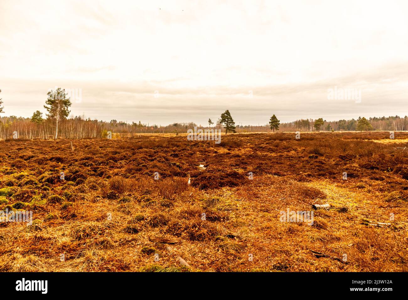 On the way at the Schwenninger Moos and its natural beauty - Baden ...
