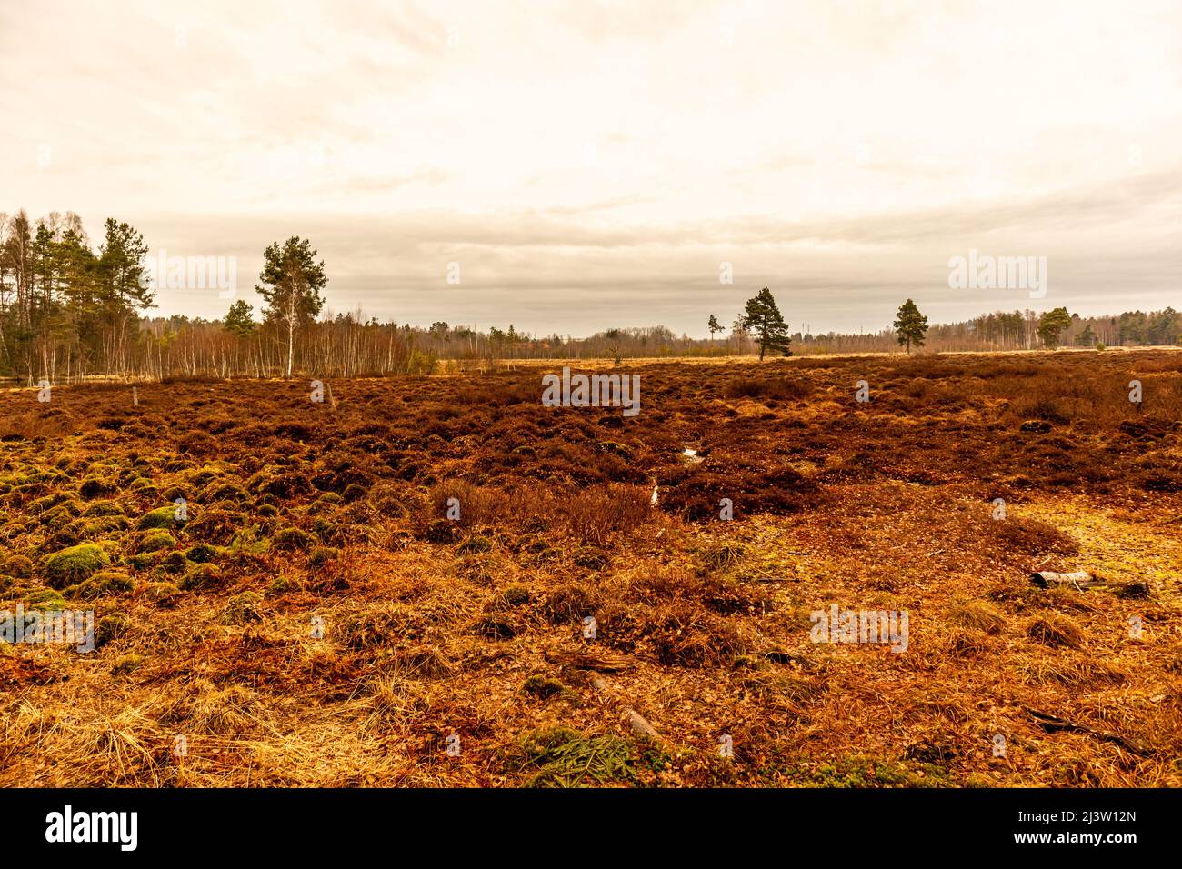 On the way at the Schwenninger Moos and its natural beauty - Baden ...