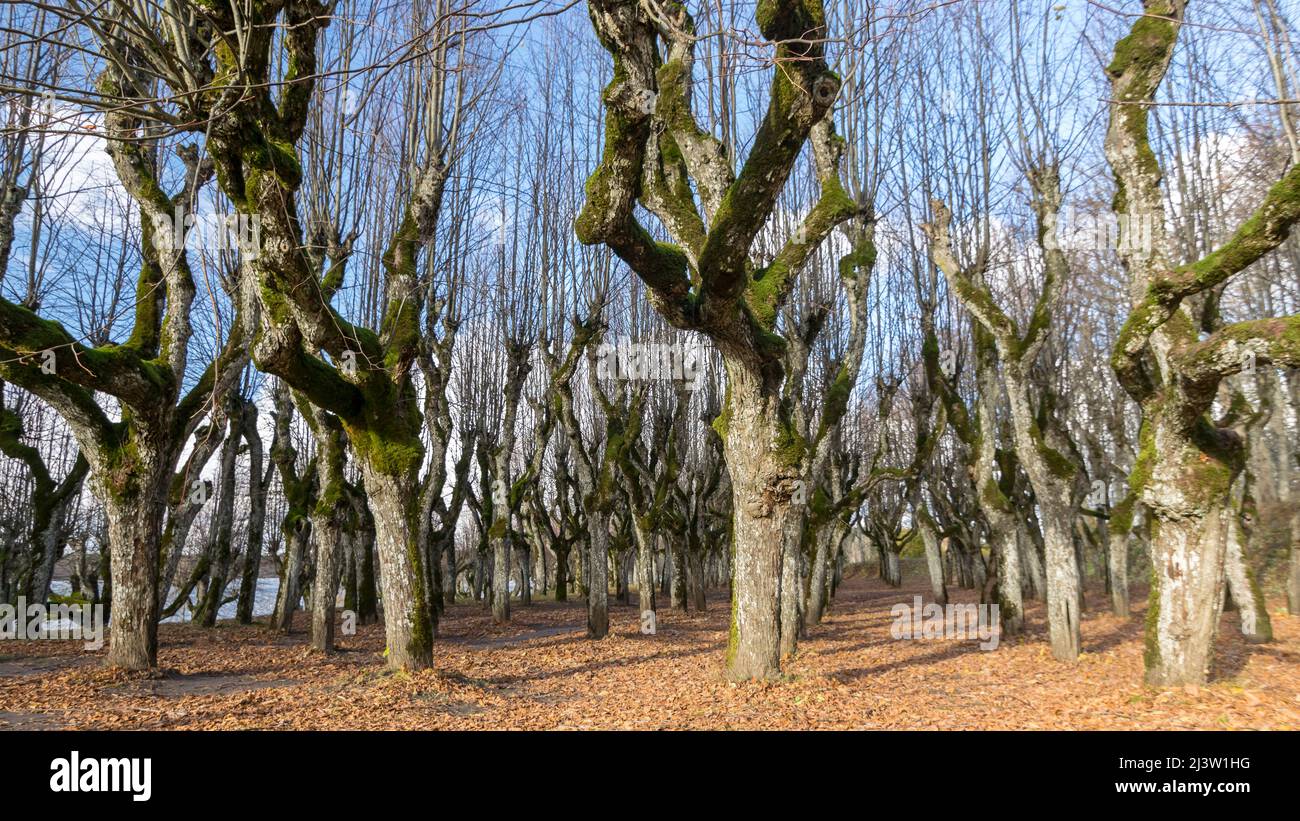 Curved tree trunks hi-res stock photography and images - Alamy