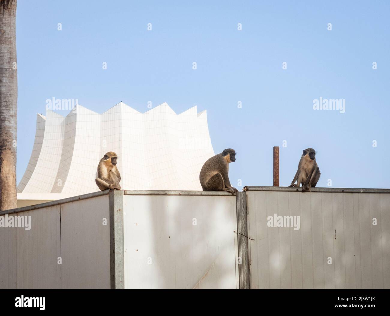 Green monkeys at the Senegambia conference center where previously was ...