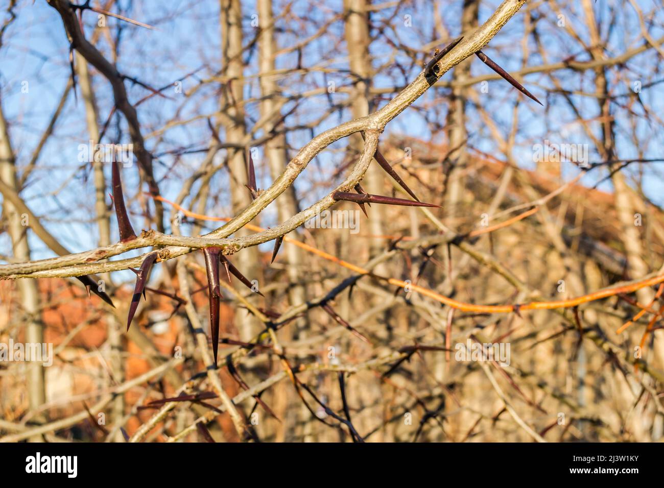 Nature detail: Branches with long pointed thorns, illuminated by the ...