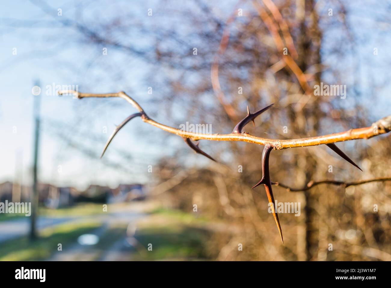 Nature detail: Branches with long pointed thorns, illuminated by the ...