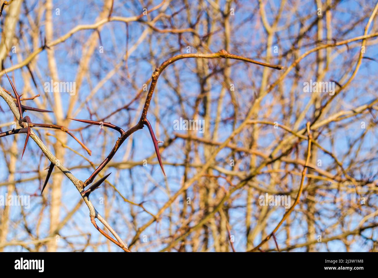 Nature detail: Branches with long pointed thorns, illuminated by the ...