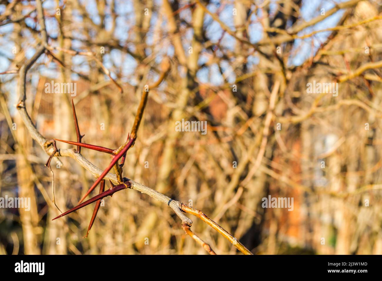 Nature detail: Branches with long pointed thorns, illuminated by the ...