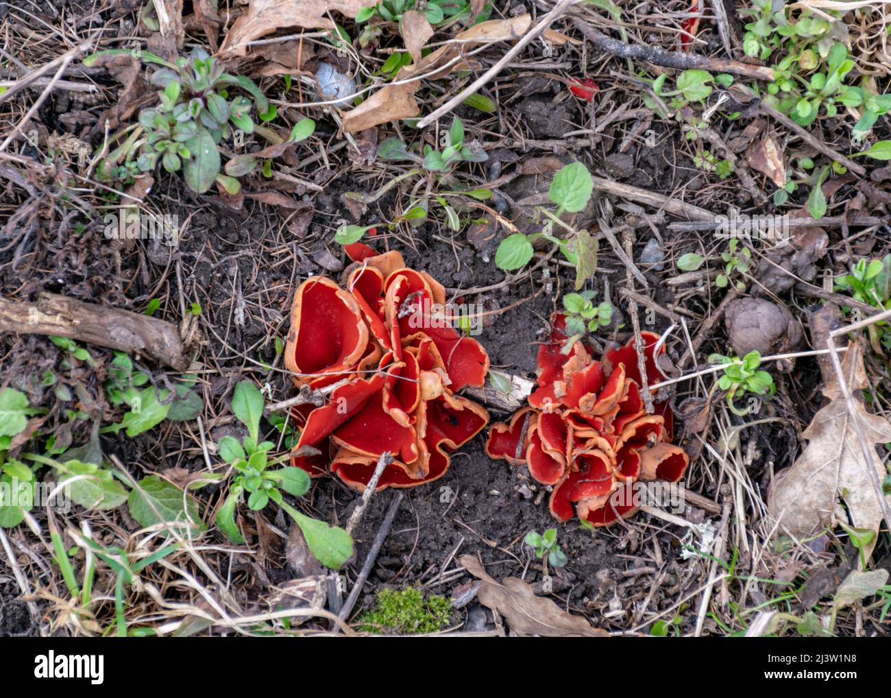picture with red mushrooms in early spring, red mushrooms on the ground ...