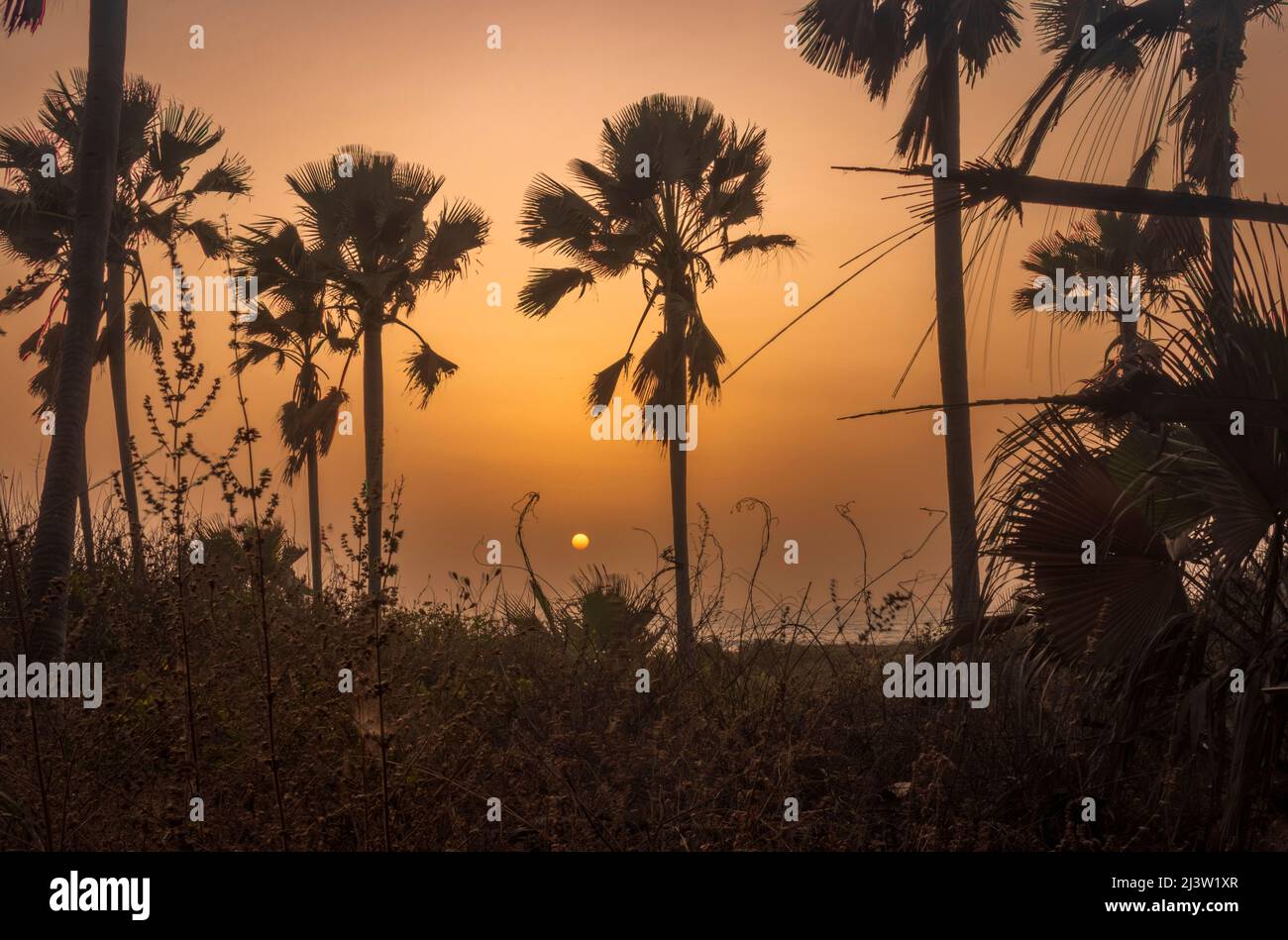 Sun setting out on the Atlantic ocean through palm trees of Bijilo ...