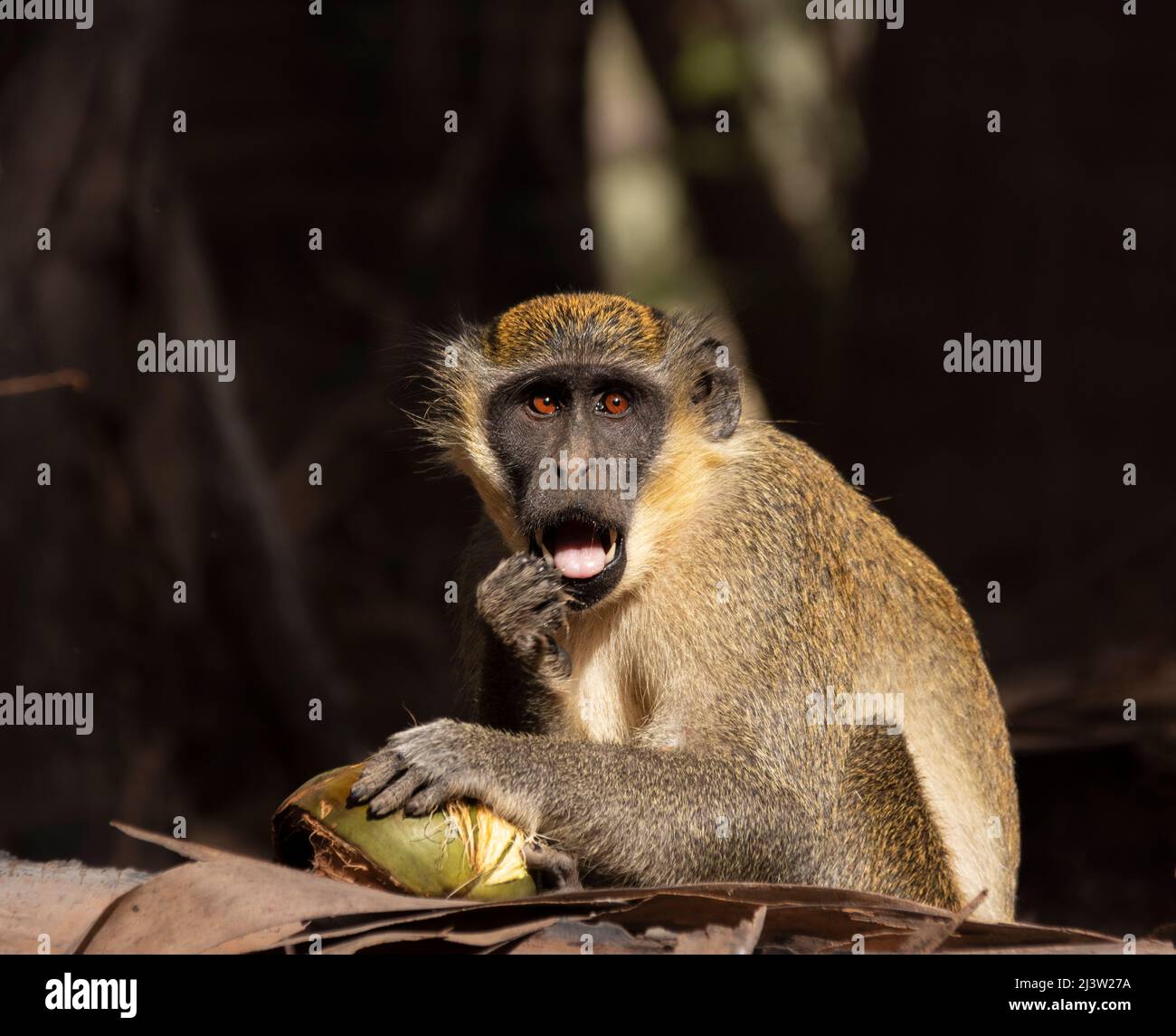 Green monkey hi-res stock photography and images - Alamy