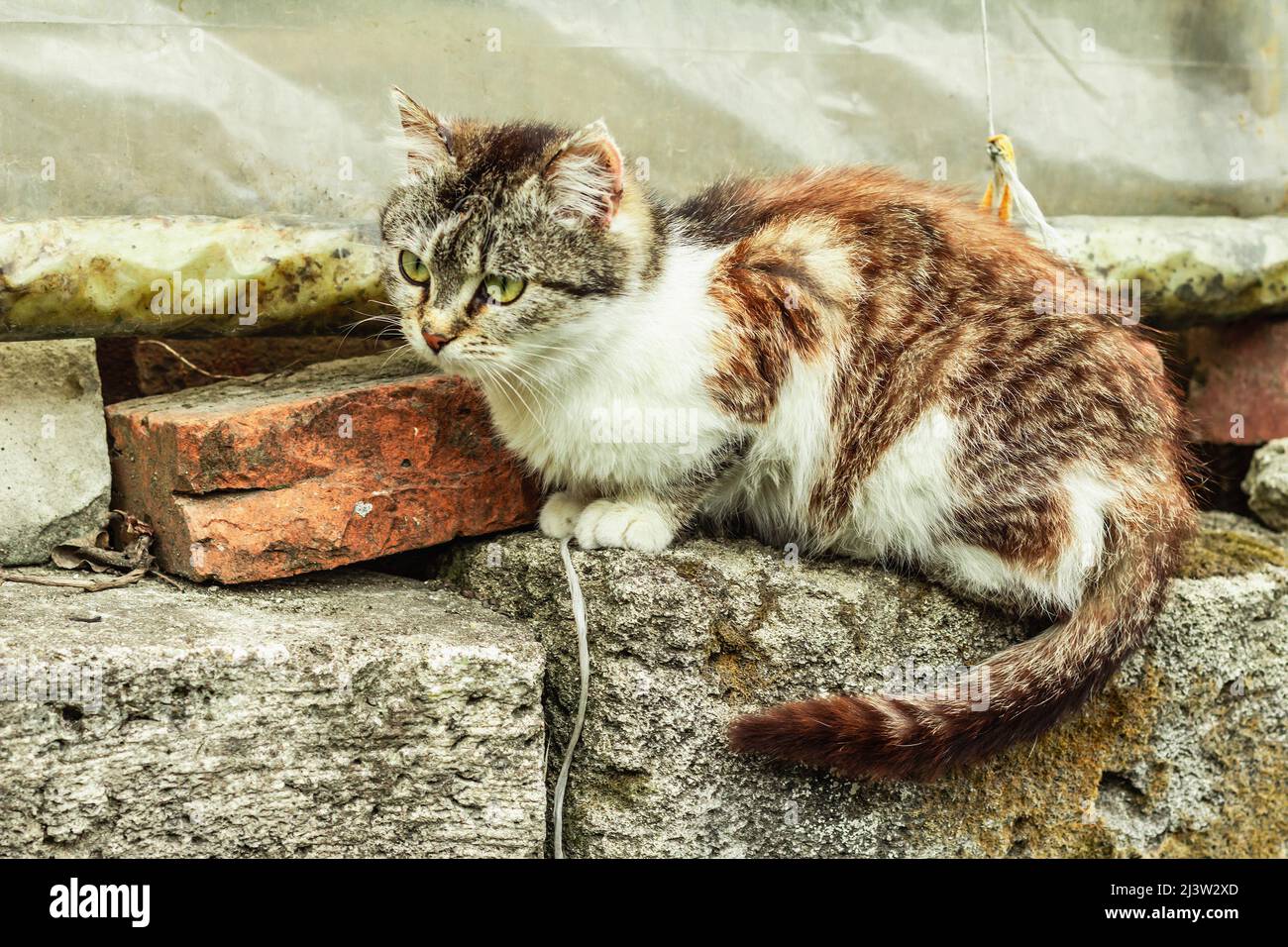 The cat is sitting on the stones. Domestic cat went for a walk on the ...