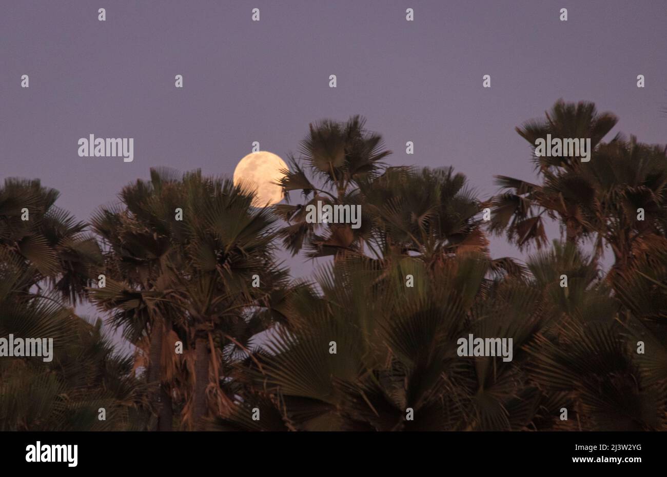 Full moon rise behind Bijilo forest on the Gambia coast West Africa ...