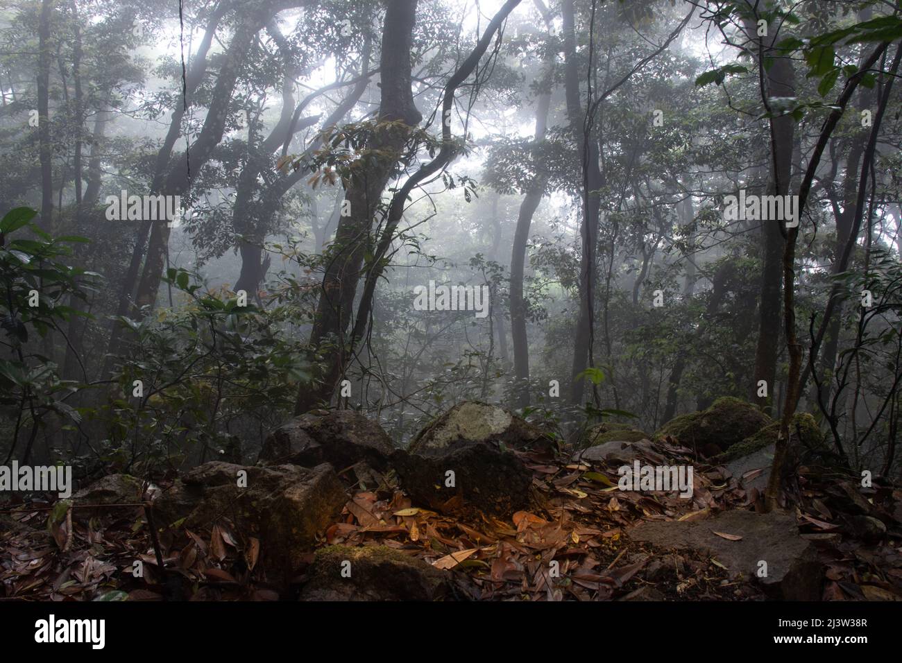 Mist damp hi-res stock photography and images - Alamy