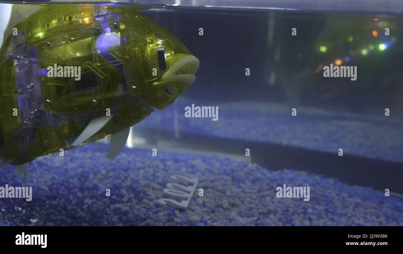 Robot fish in aquarium. HDR. Glowing and flashing fish in water ...