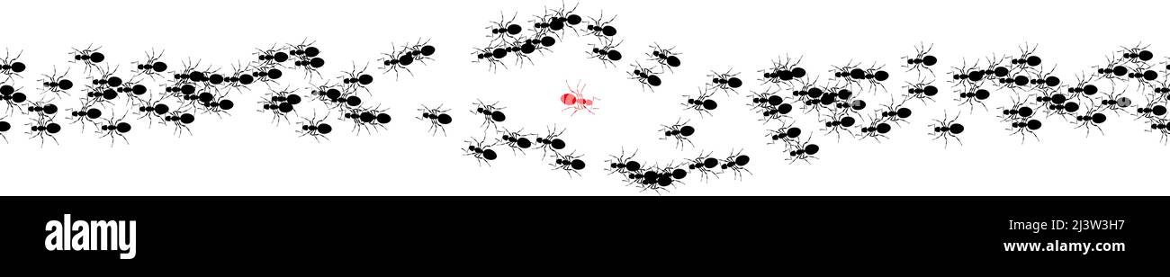 Colony ant. Workers ants marching, one ant changing direction. Be ...