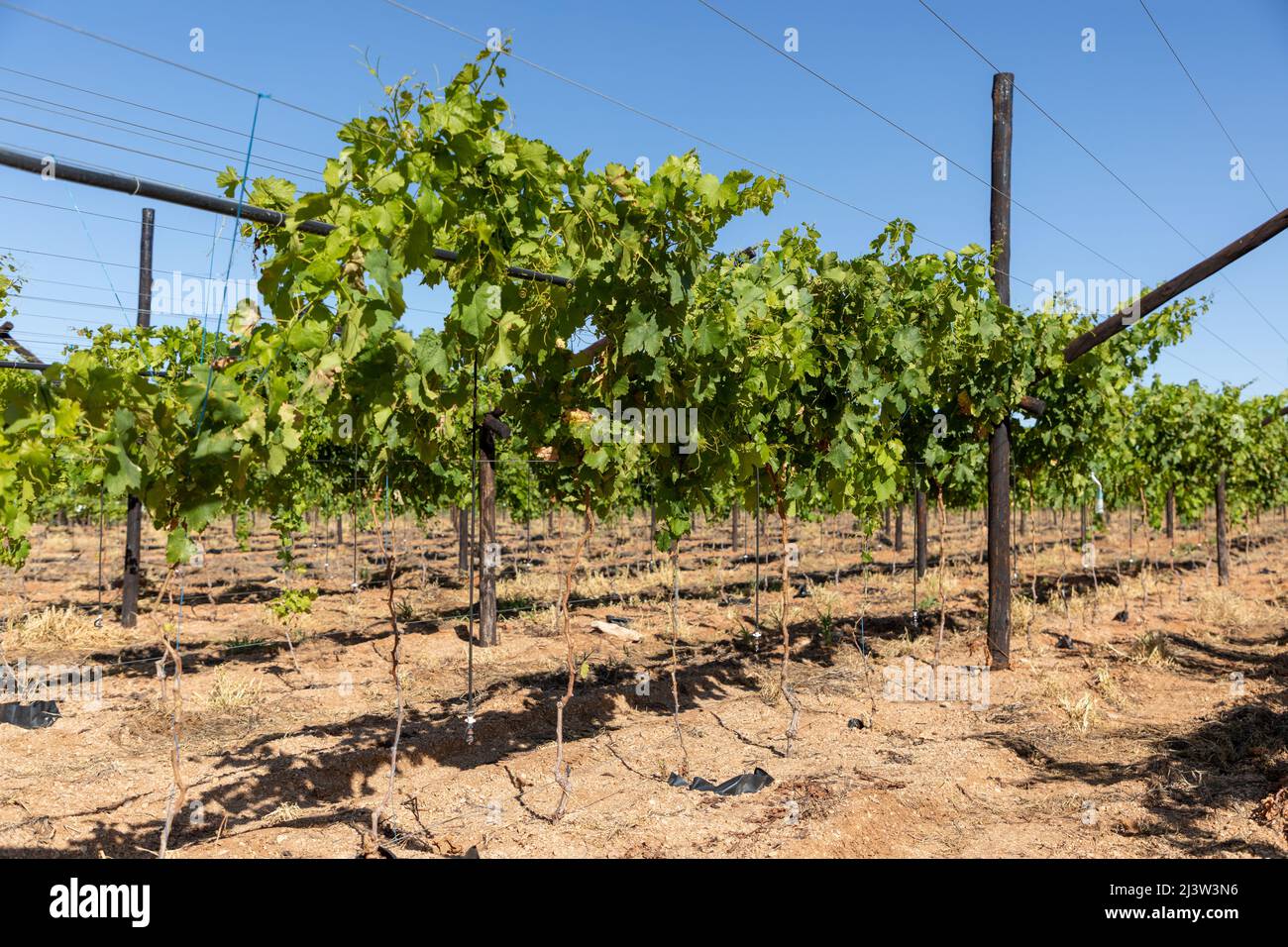 Newly planted grape vines in a vineyard in sand soil Stock Photo - Alamy