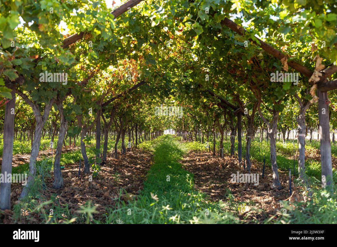 Selective focus on grape vines in a vineyard. The vineyard is planted ...
