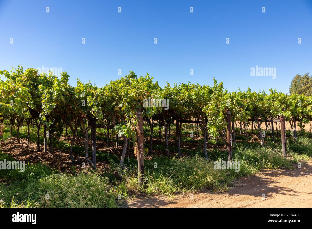 Weeds in vineyard rows hi-res stock photography and images - Alamy