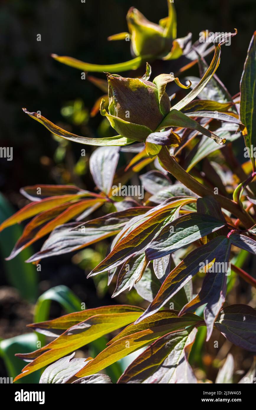 Peony (Paeonia) Suffruticosa Chinese Tree Peony Ling Hua Zhan Lu Stock ...