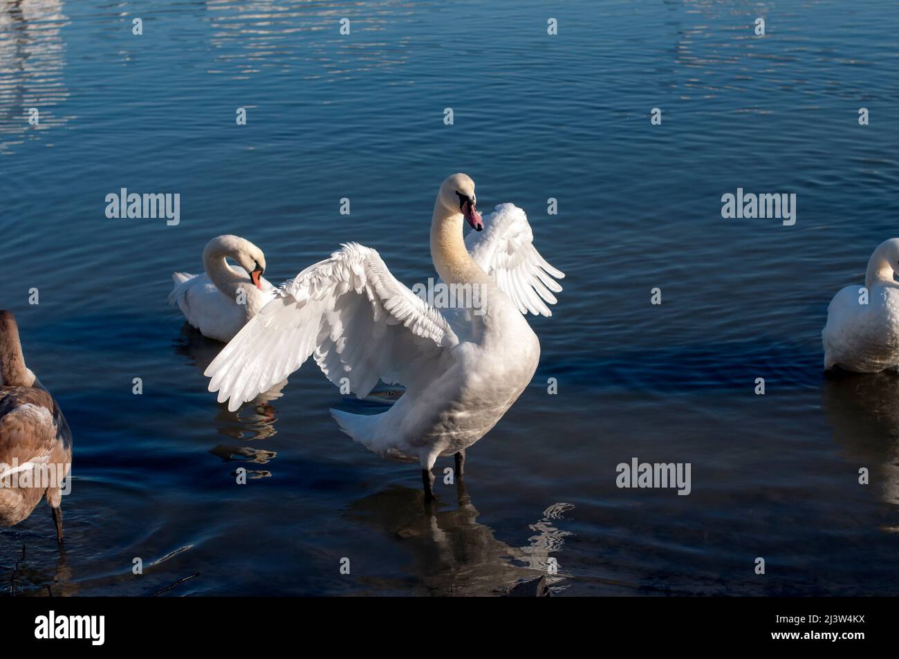 Swan angel wings hi-res stock photography and images - Alamy