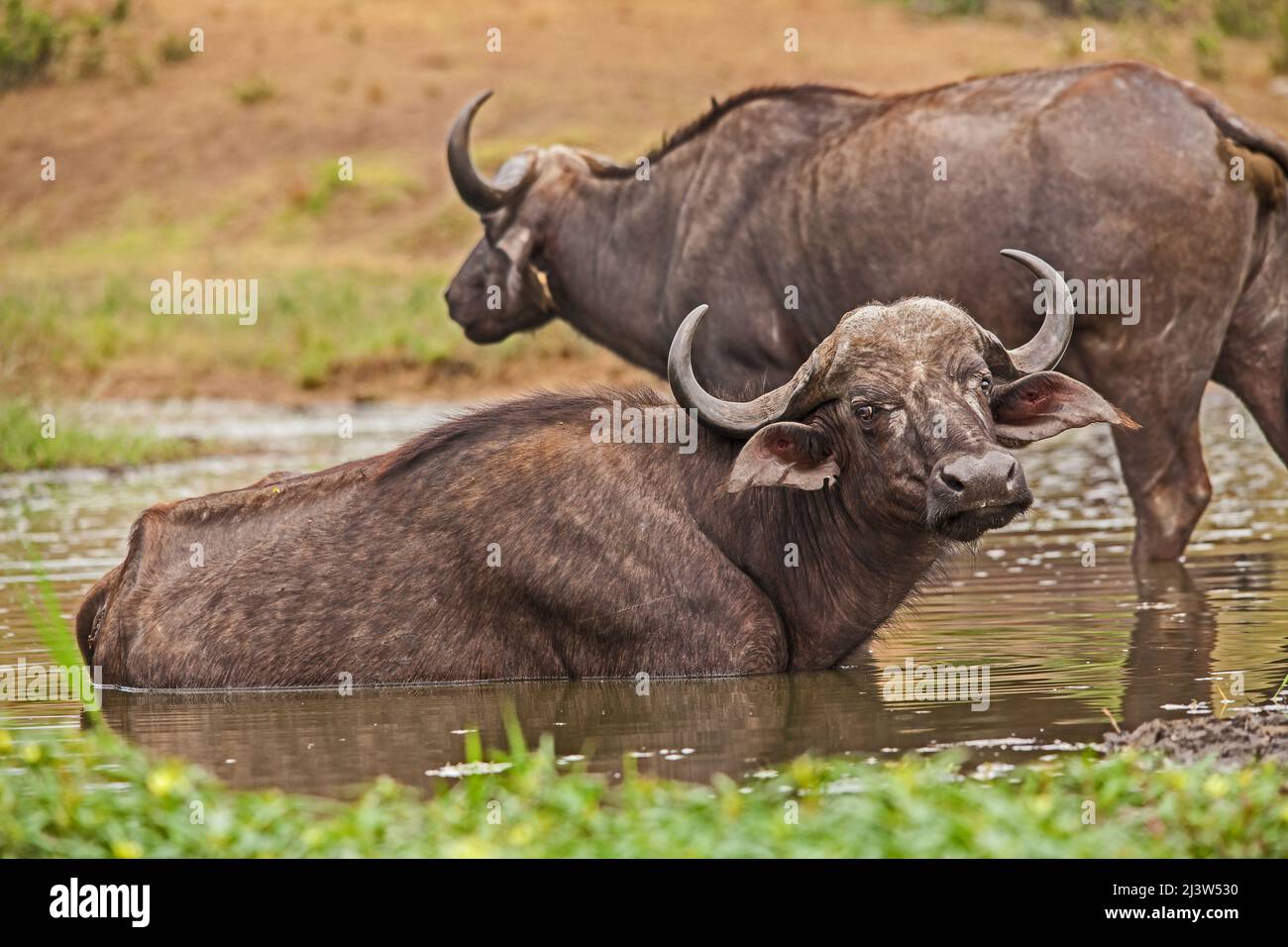 Wild water buffalo female hi-res stock photography and images - Alamy