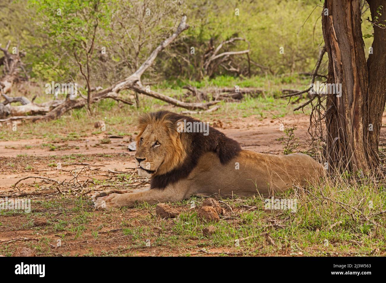 Dead lion cub hi-res stock photography and images - Alamy
