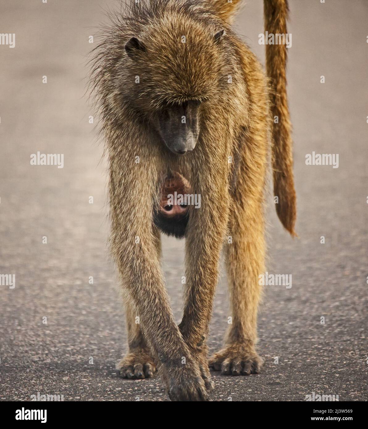 Baboon papio ursinus hi-res stock photography and images - Alamy