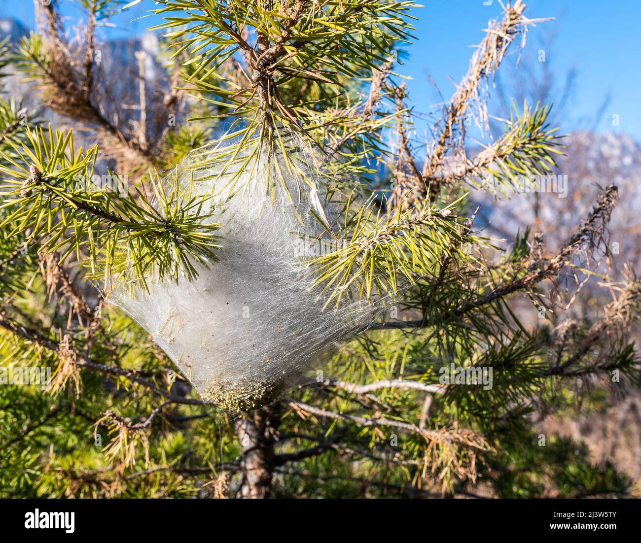 Nests of Pine Processionary larvae (Thaumetopoea pityocampa) on a pine ...